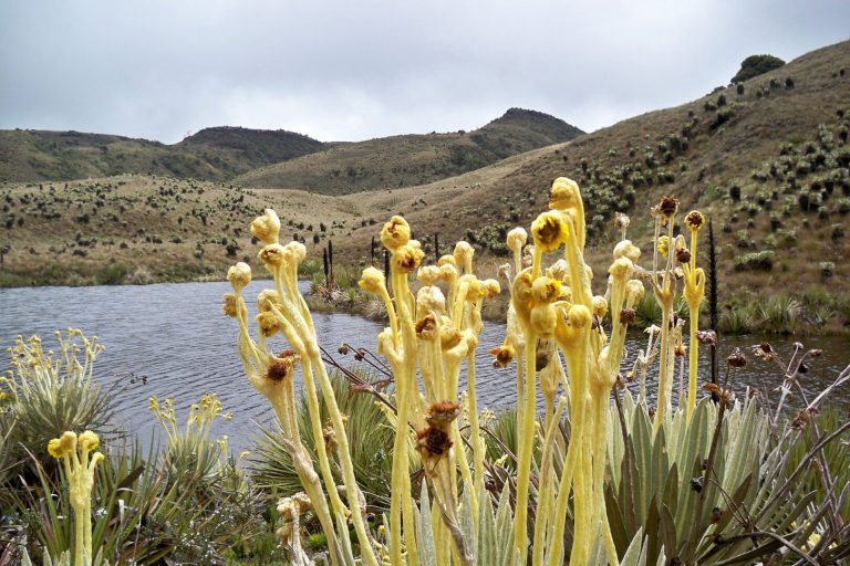 ¿Dónde nace el río Bogotá? - Awx